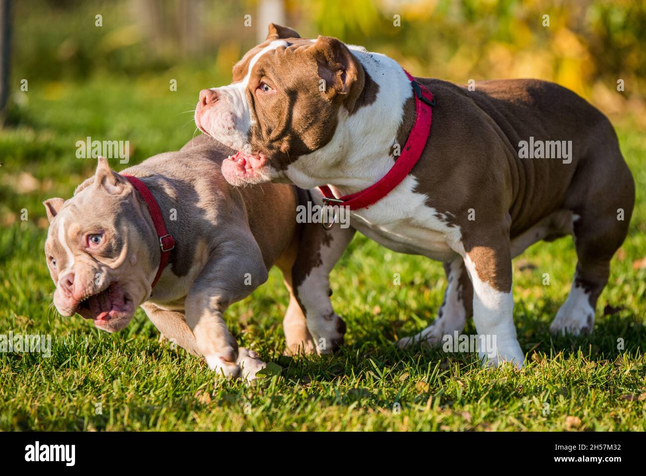 Two American Bully puppies dogs are playing Stock Photo - Alamy