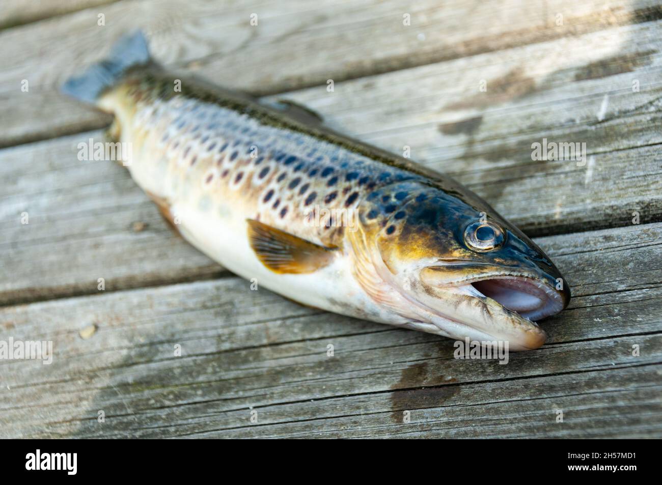Fishing lover hi-res stock photography and images - Alamy