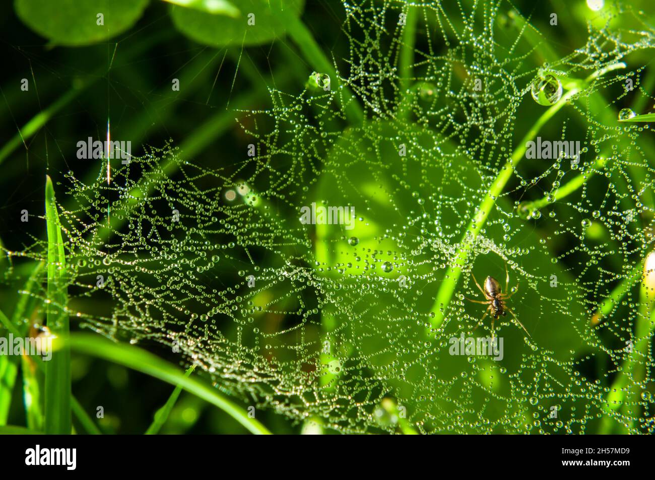 Close up spider in net with rain drops Stock Photo - Alamy