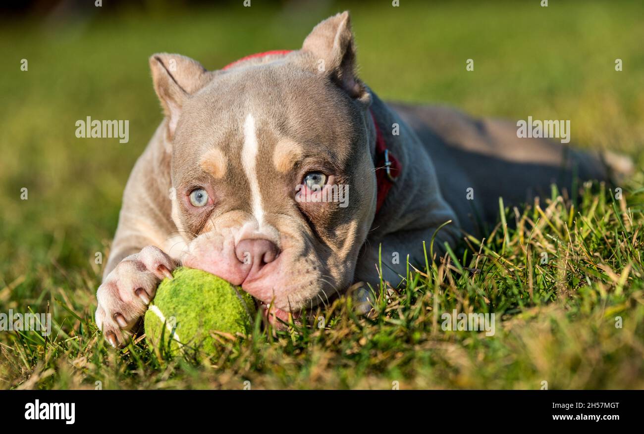 A pocket male American Bully puppy dog is playing with tennis ball on ...