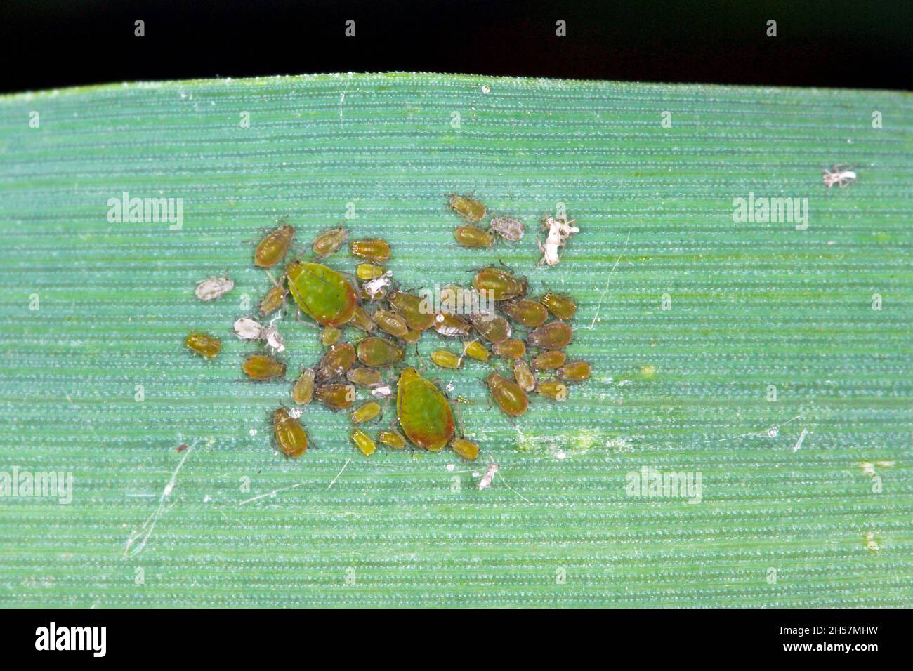 The Bird cherry-oat aphid (Rhopalosiphum padi) is an aphid in the ...