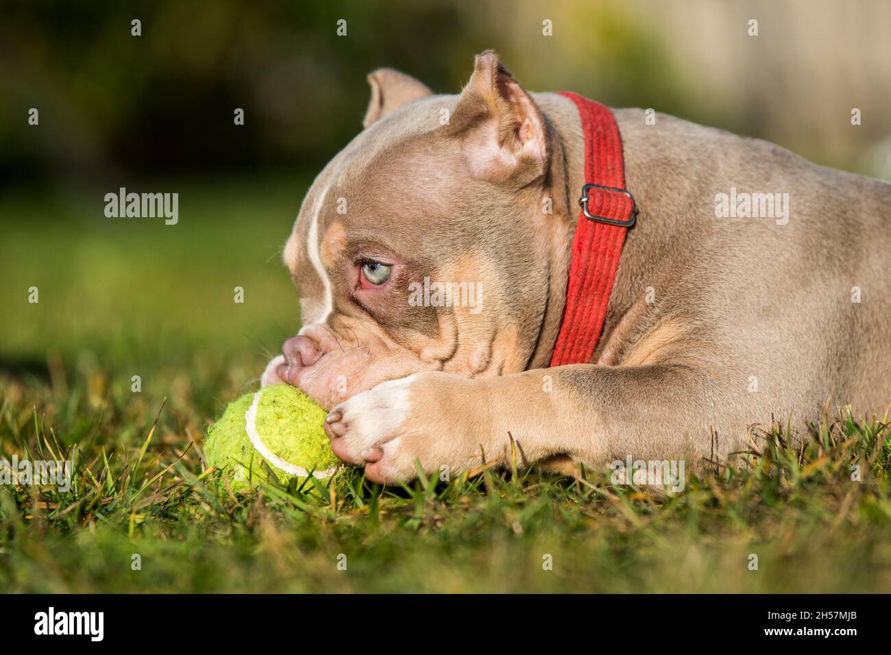 A pocket male American Bully puppy dog is playing with tennis ball on ...