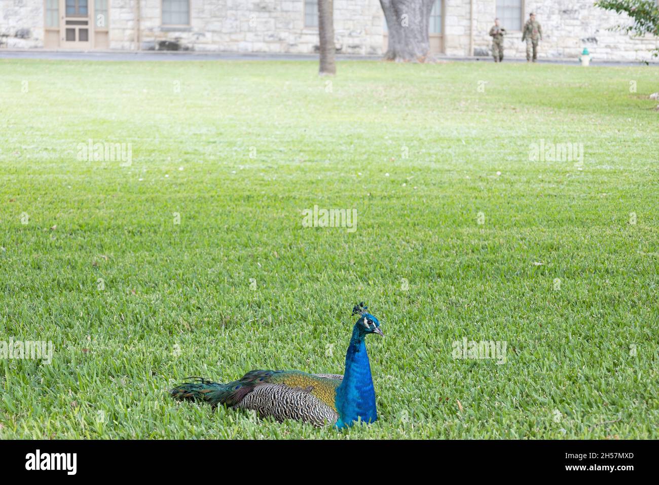 Quadrangle at Fort Sam Houston in San Antonio, Texas Stock Photo - Alamy
