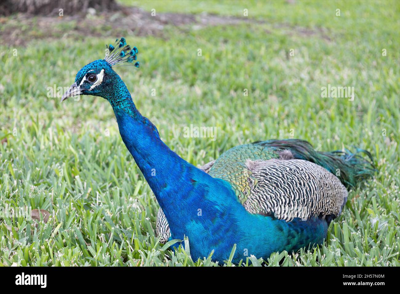 Quadrangle at Fort Sam Houston in San Antonio, Texas Stock Photo - Alamy