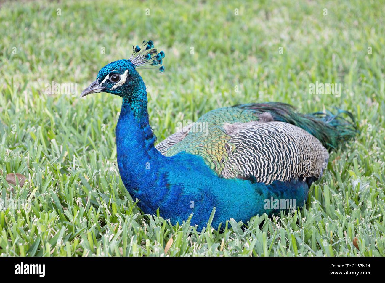 Fort sam houston quadrangle hi-res stock photography and images - Alamy