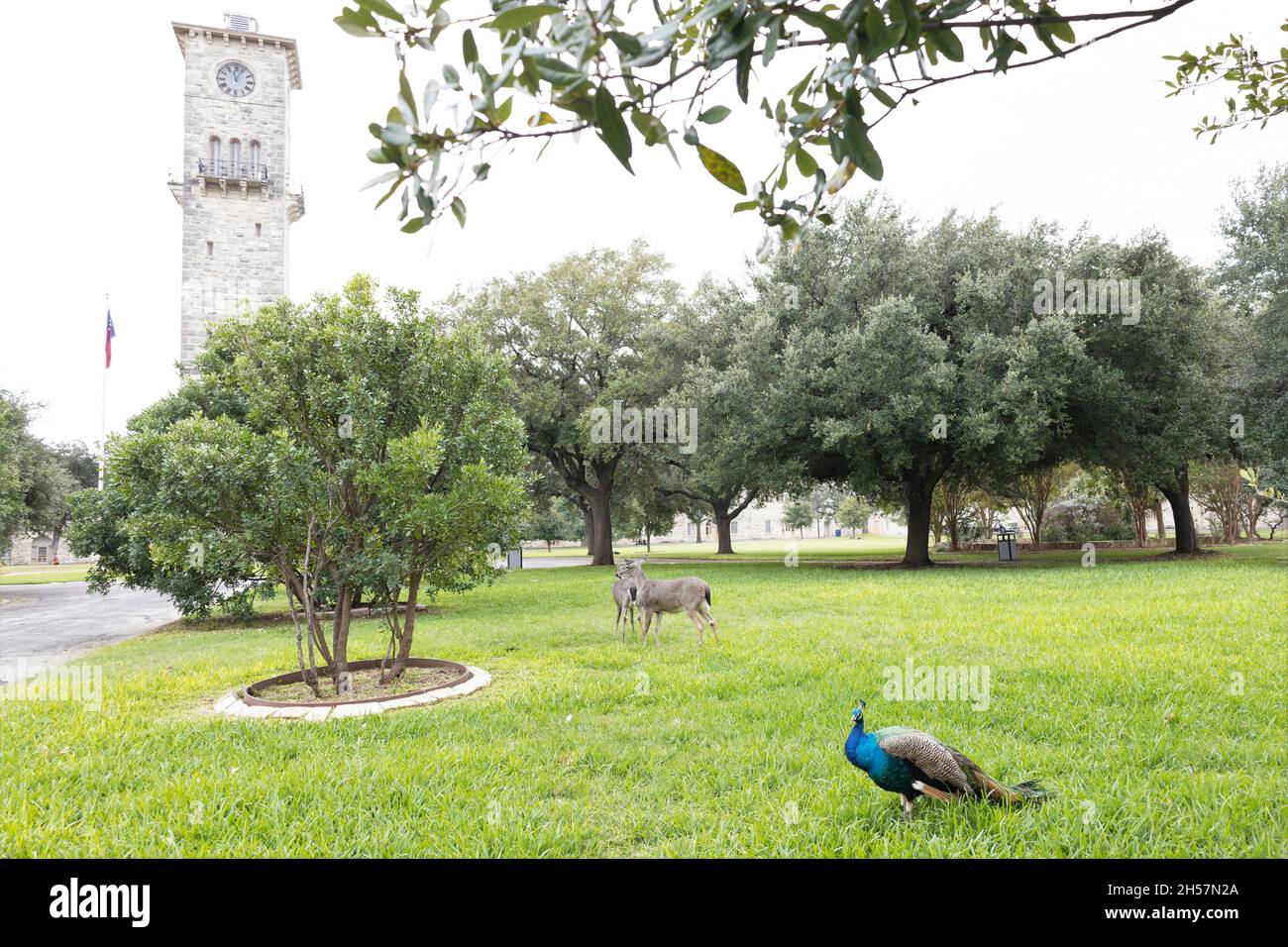 Fort sam houston quadrangle hi-res stock photography and images - Alamy