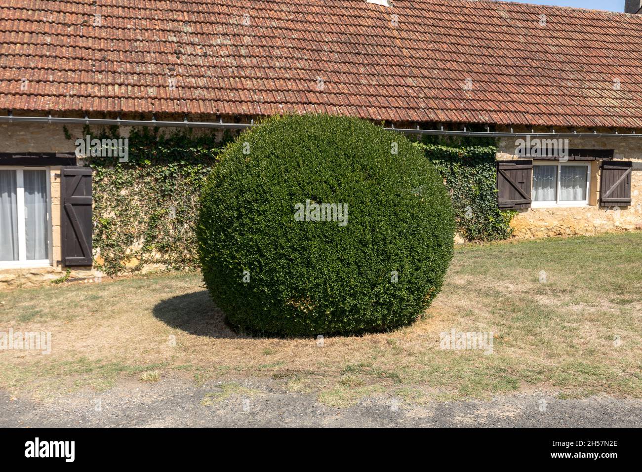 Round clipped shrub hi-res stock photography and images - Alamy