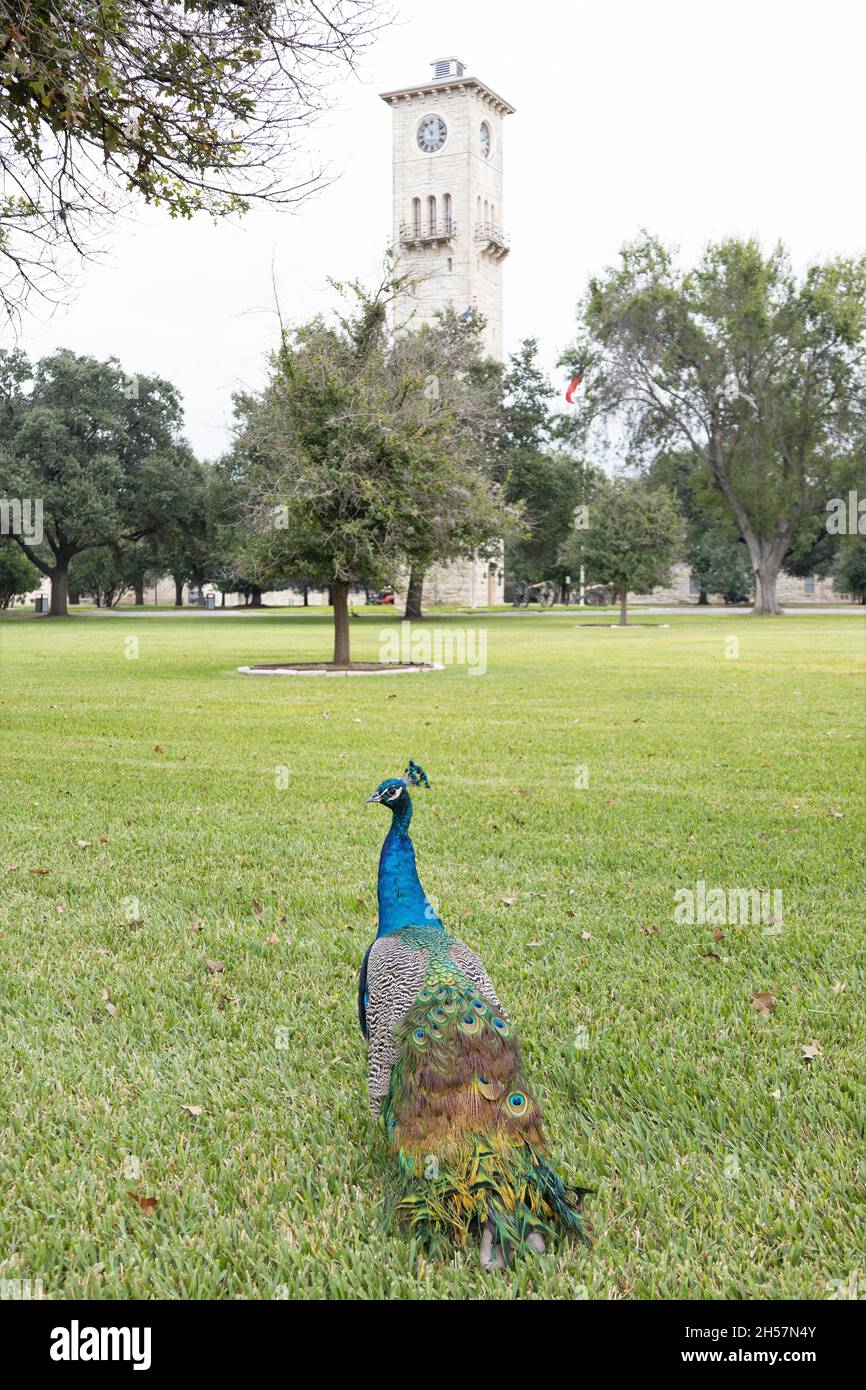 Fort sam houston quadrangle hi-res stock photography and images - Alamy