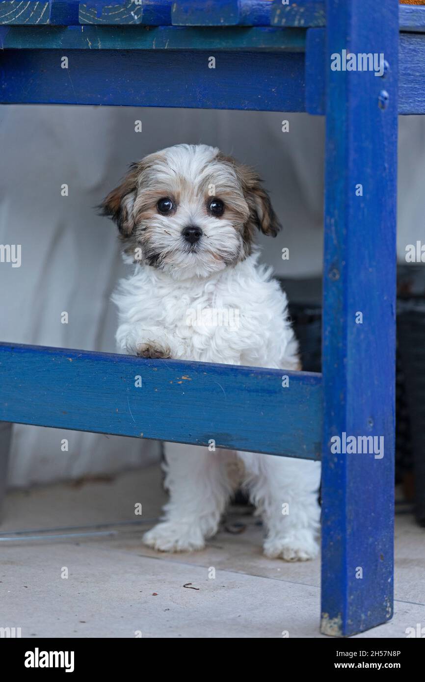 Bolonka Zwetna toy dog pup sitting up and begging underneath a bench ...
