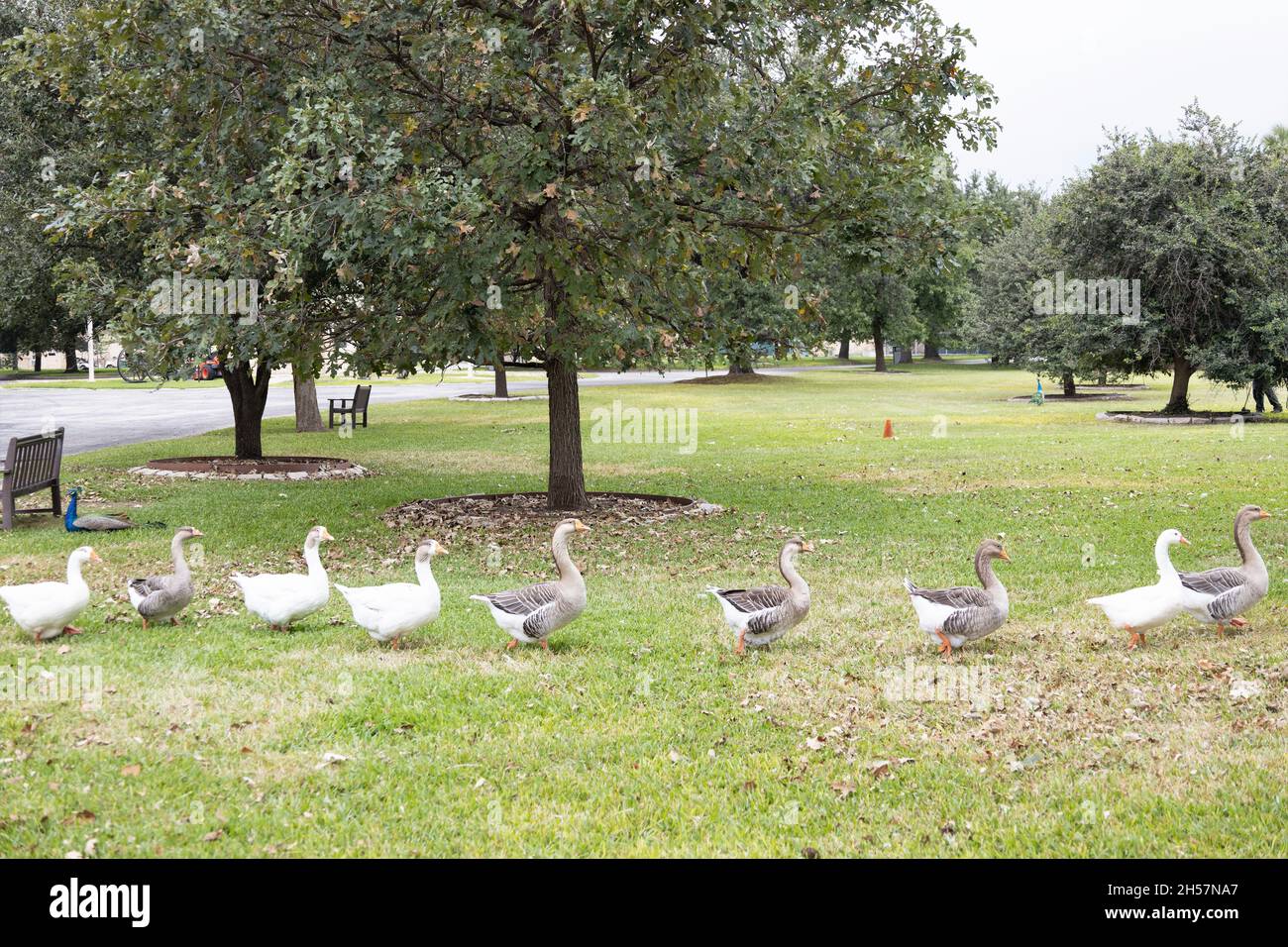 Military geese hi-res stock photography and images - Alamy