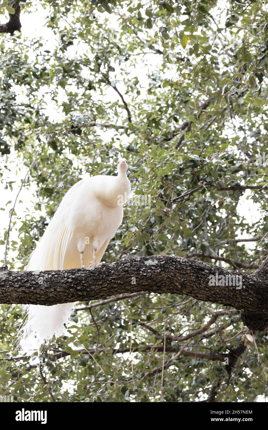 Fort sam houston military base hi-res stock photography and images - Alamy