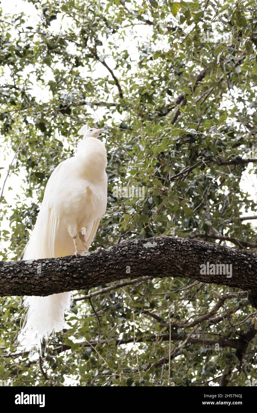 Quadrangle at Fort Sam Houston in San Antonio, Texas Stock Photo - Alamy