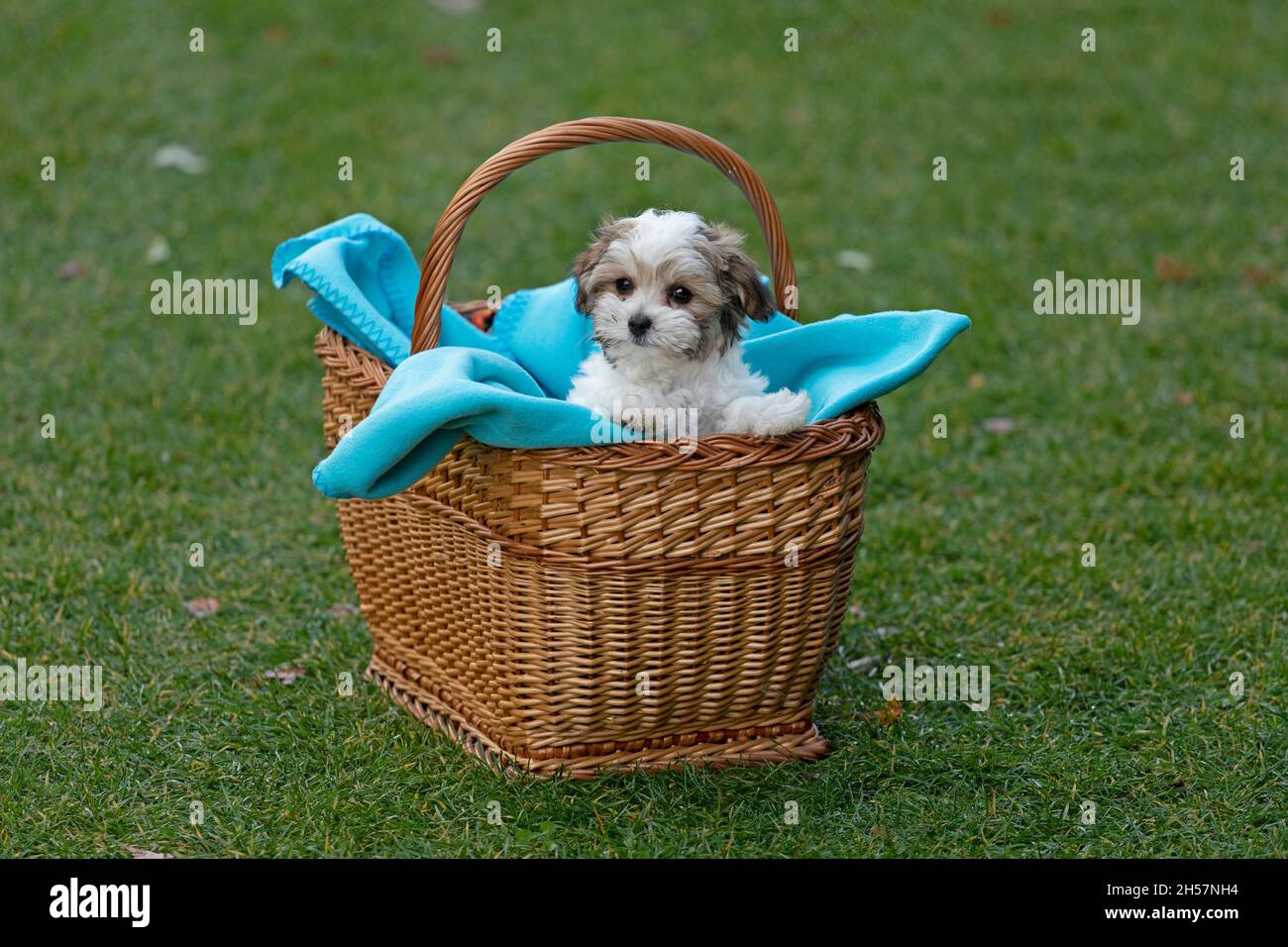 Bolonka Zwetna toy dog pup in its basket, bichon, Germany Stock Photo ...