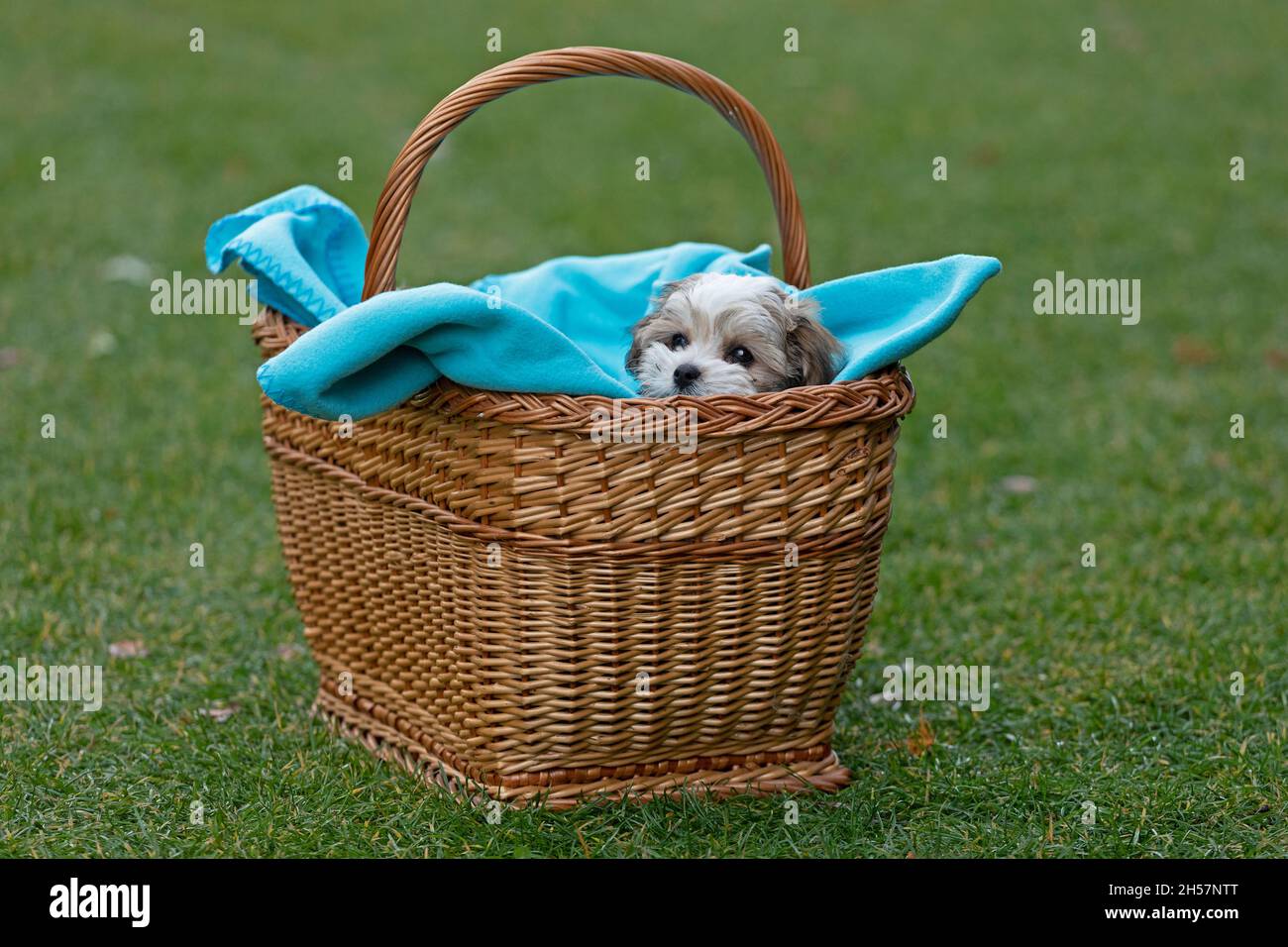 Bolonka Zwetna toy dog pup in its basket, bichon, Germany Stock Photo ...