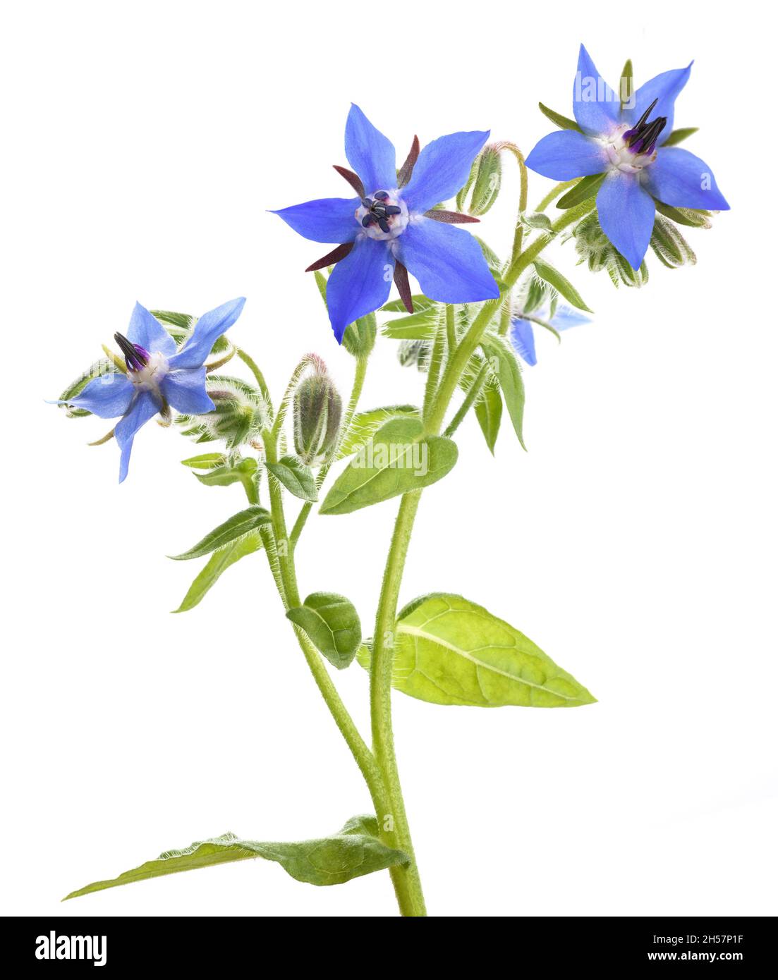 Borage plant (Borago officinalis) isolated on white background Stock ...