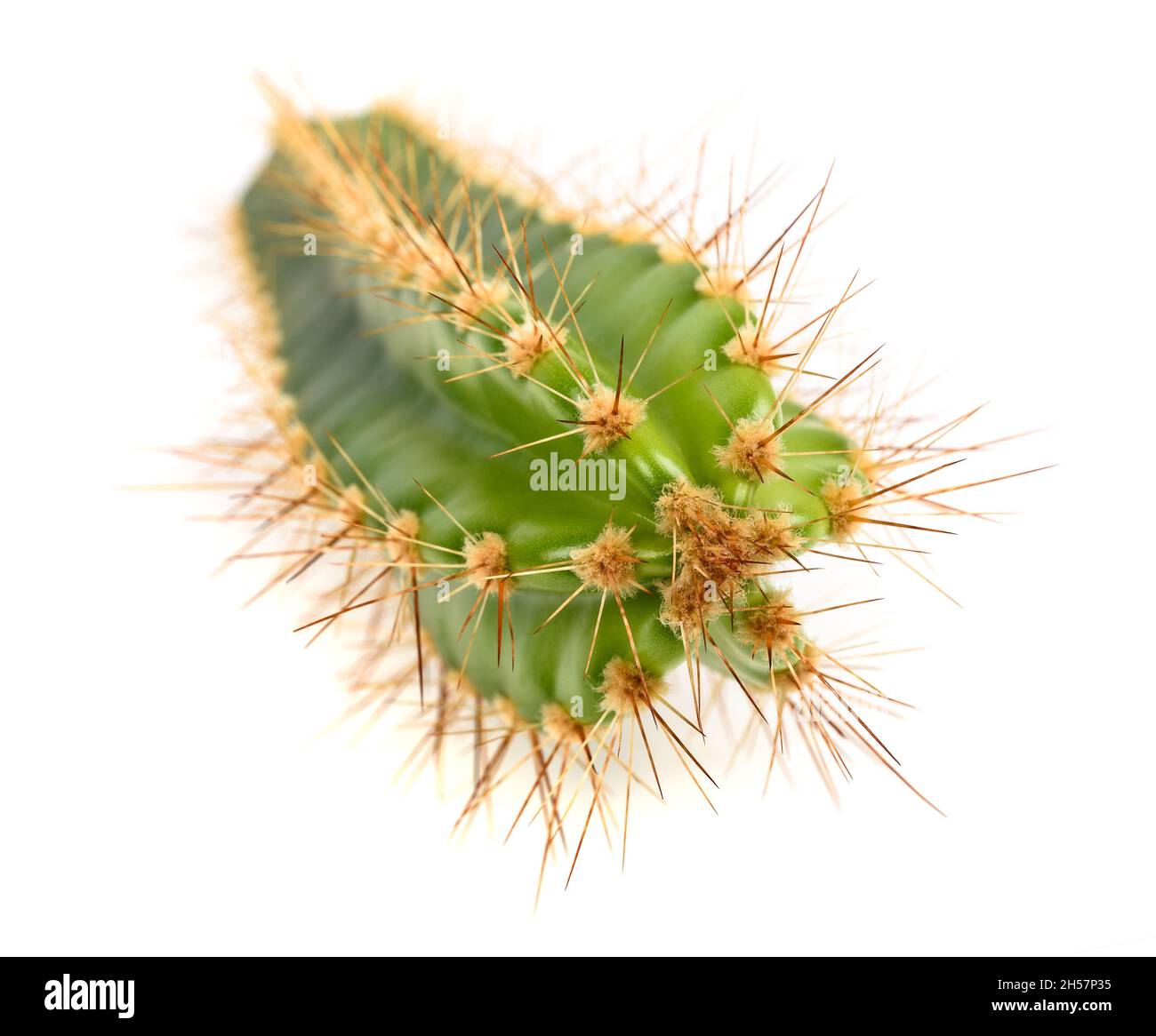 Cactus branch isolated on white background Stock Photo - Alamy