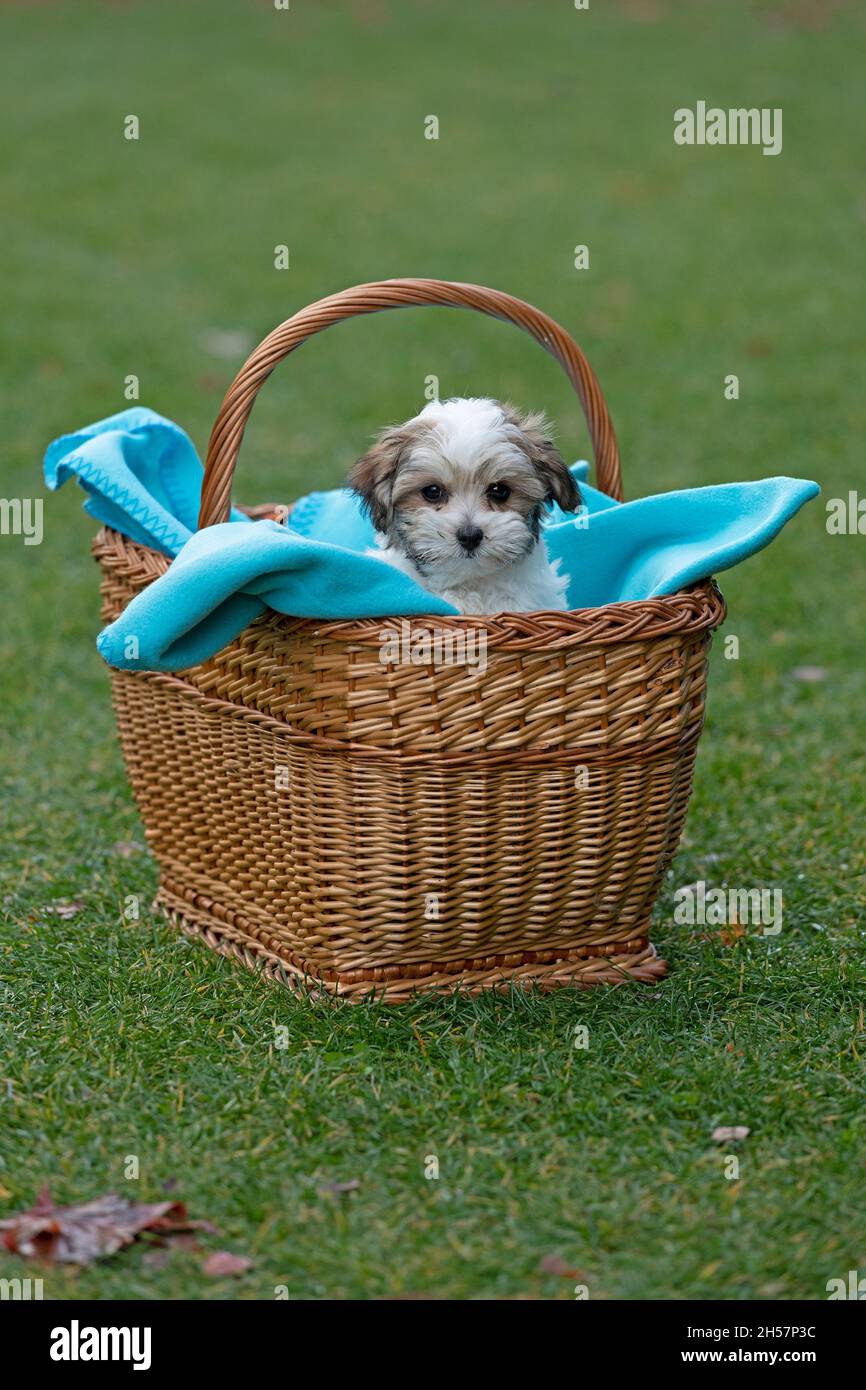 Bolonka Zwetna toy dog pup in its basket, bichon, Germany Stock Photo ...