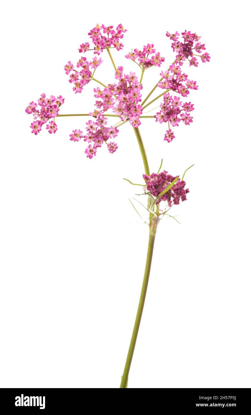 Carum carvi flowers isolated on white background Stock Photo - Alamy