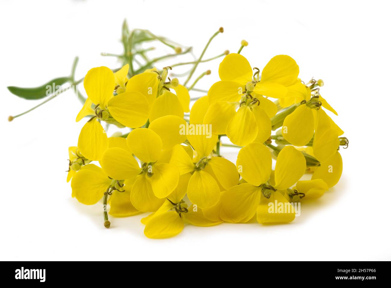 Yellow Wallflowers isolated on white background Stock Photo - Alamy