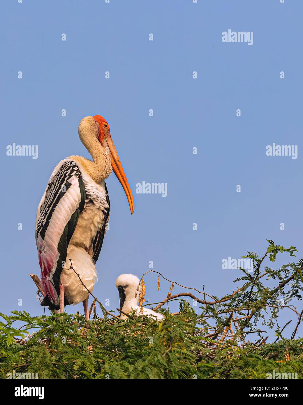 A Painted stork with its juvenile in its nest on a tree Stock Photo - Alamy