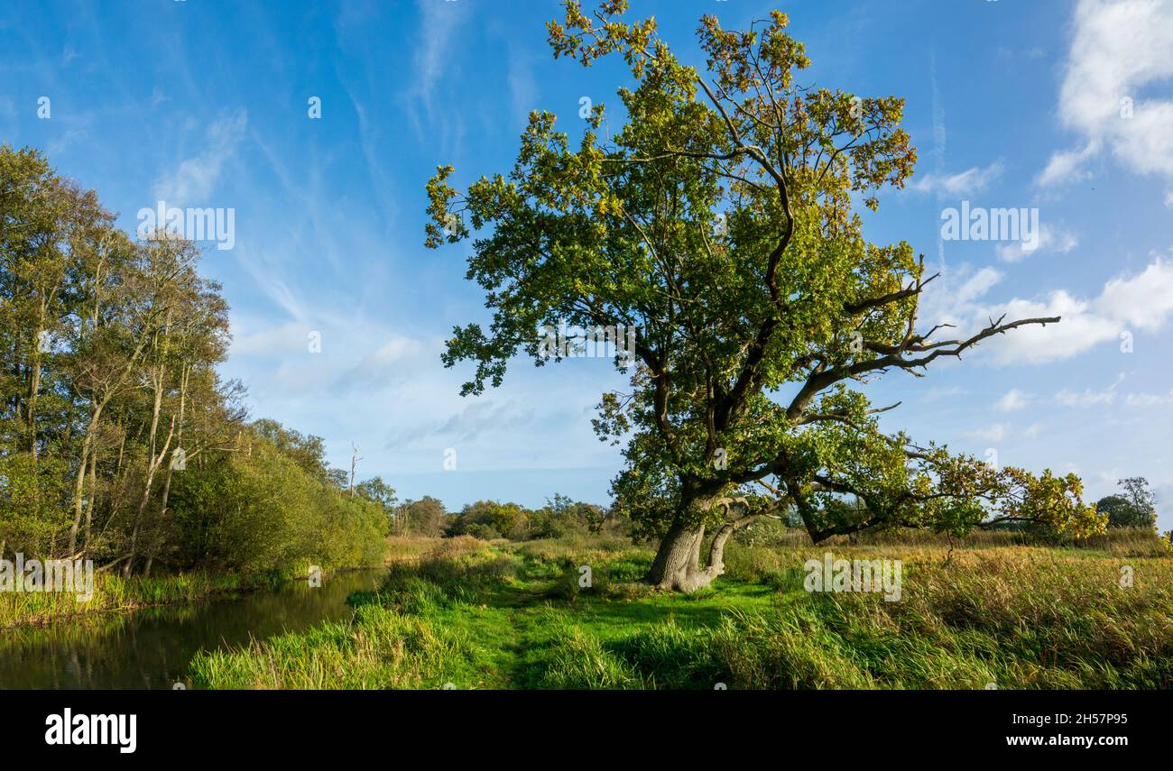 Dilham Canal walk, Norfolk Stock Photo - Alamy
