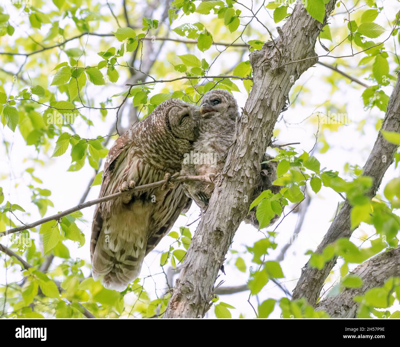 Baby owl mother hi-res stock photography and images - Alamy