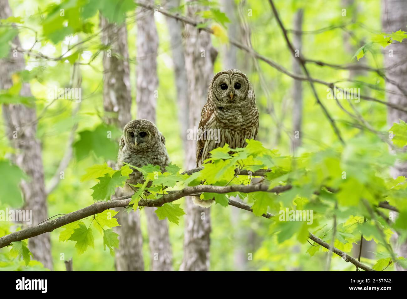Barred owl and her young owlet in the woods Stock Photo - Alamy