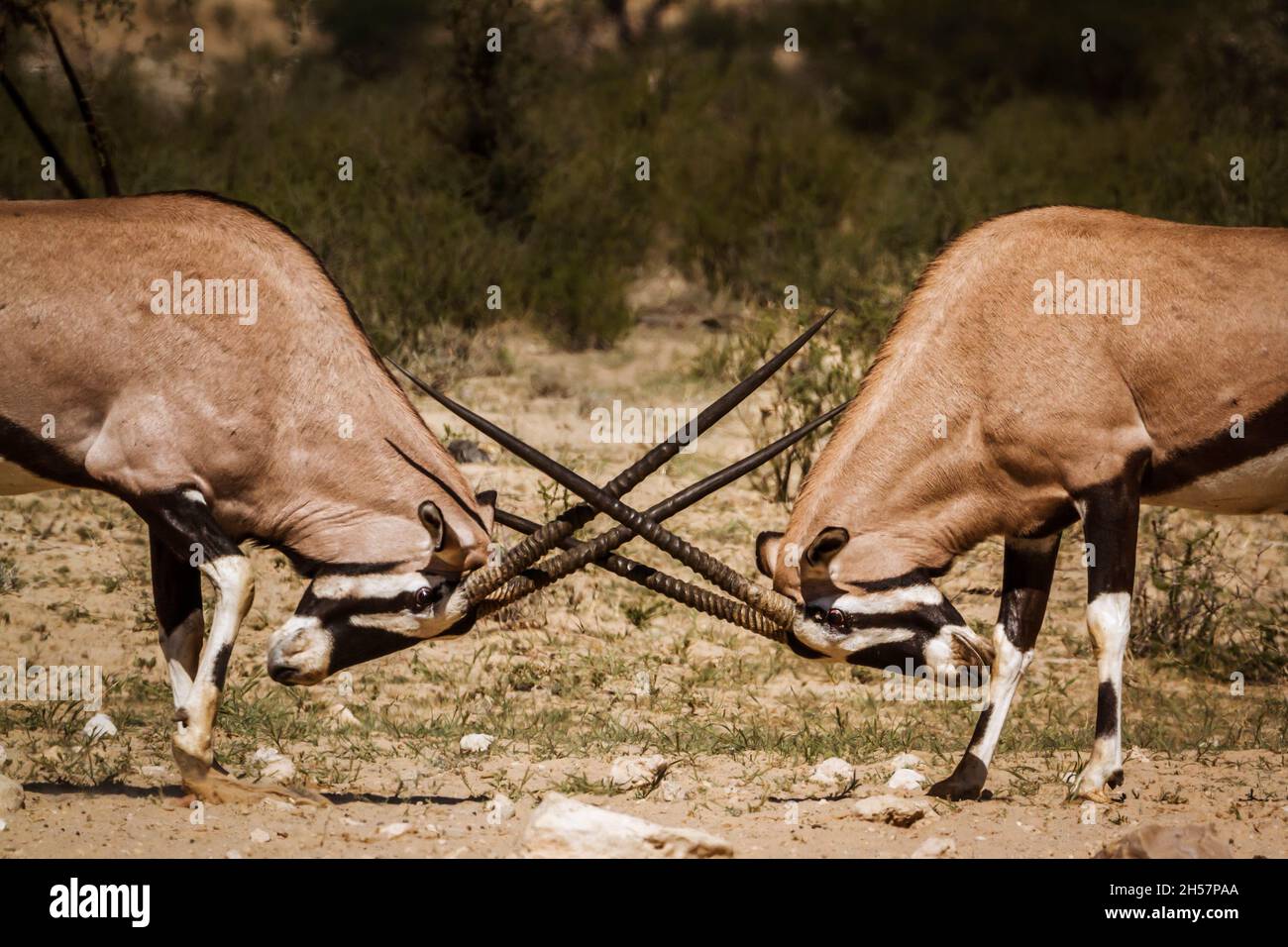 Gemsbok oryx gazella kalahari two hi-res stock photography and images ...