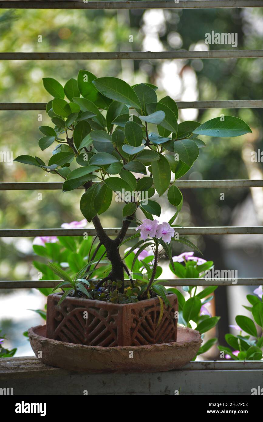 Bangladeshi bonsai hi-res stock photography and images - Alamy