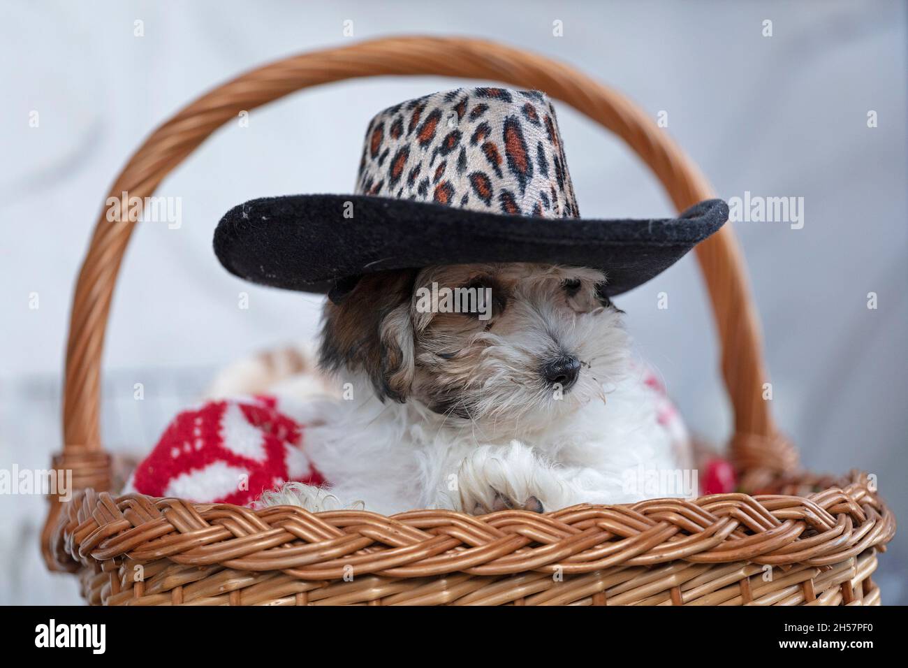 Bolonka Zwetna toy dog pup in its basket wearing a hat, bichon, Germany ...