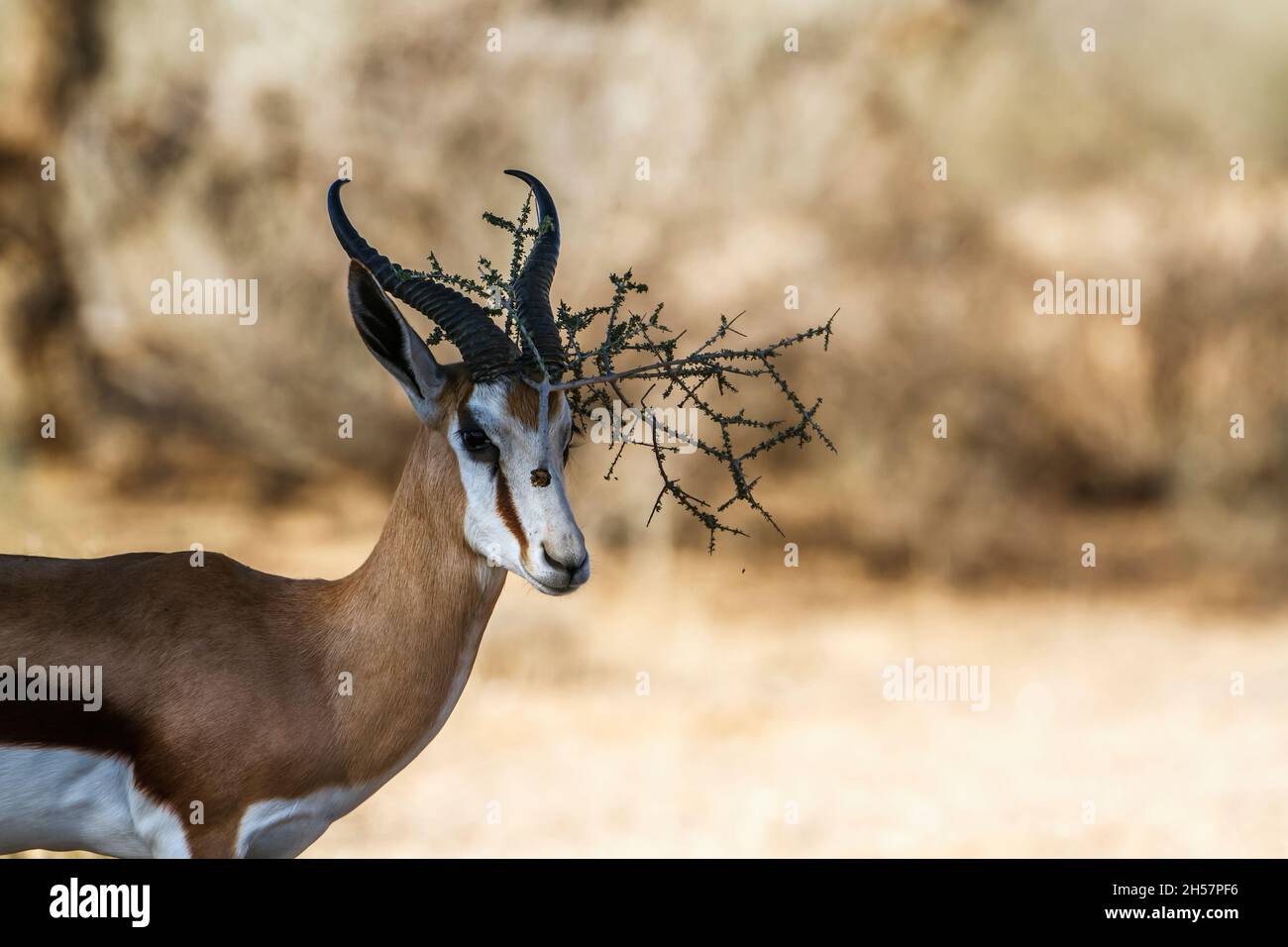 Springbok portrait with branch stuck on horn in Kruger National park ...