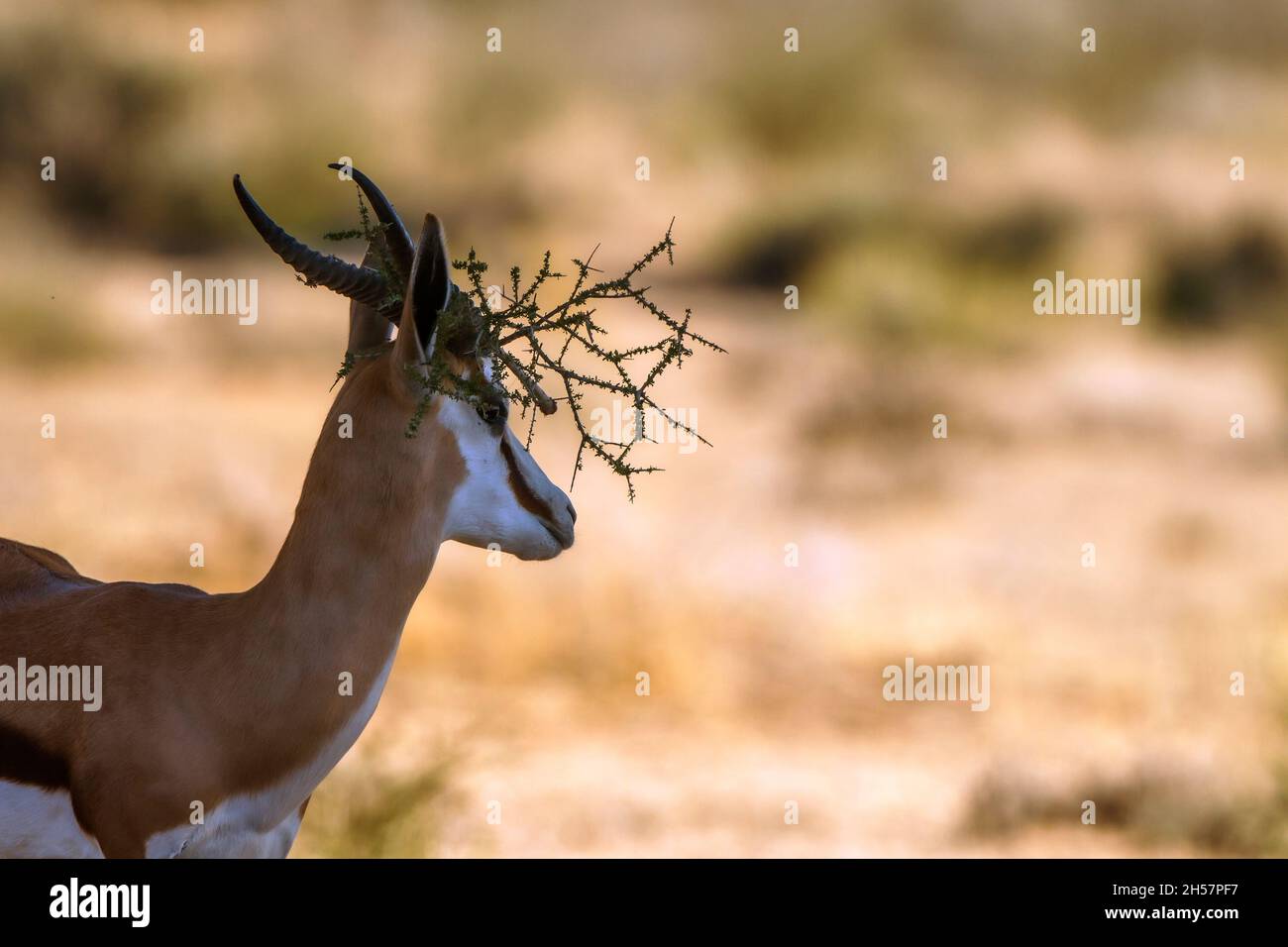Springbok portrait with branch stuck on horn in Kruger National park ...