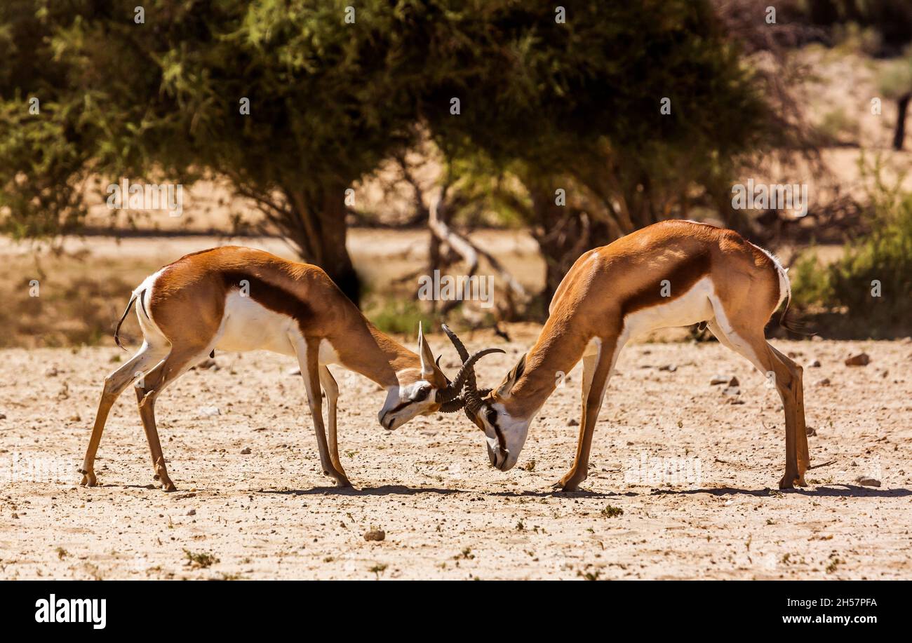 Two Springbok male dueling in Kgalagari transfrontier park, South ...