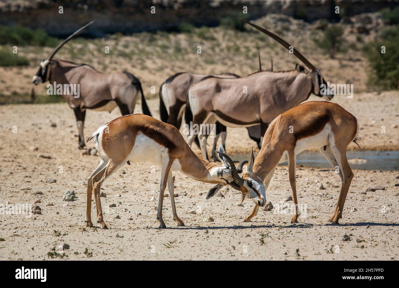 Two Springbok male dueling in Kgalagari transfrontier park, South ...