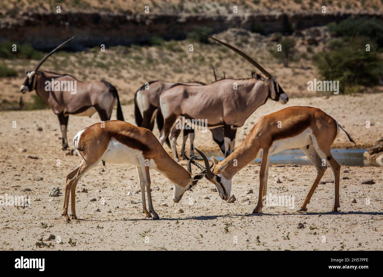 Two Springbok male dueling in Kgalagari transfrontier park, South ...