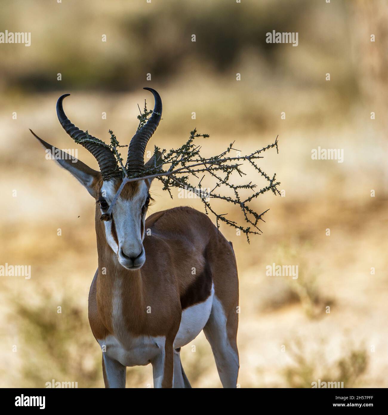 Springbok portrait with branch stuck on horn in Kruger National park ...