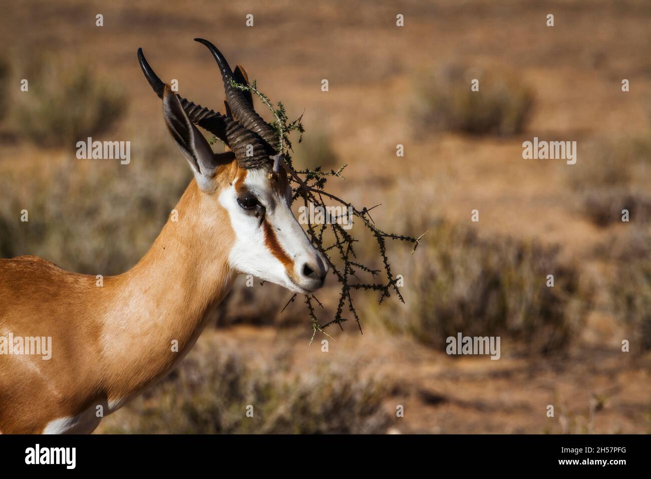 Springbok portrait with branch stuck on horn in Kruger National park ...