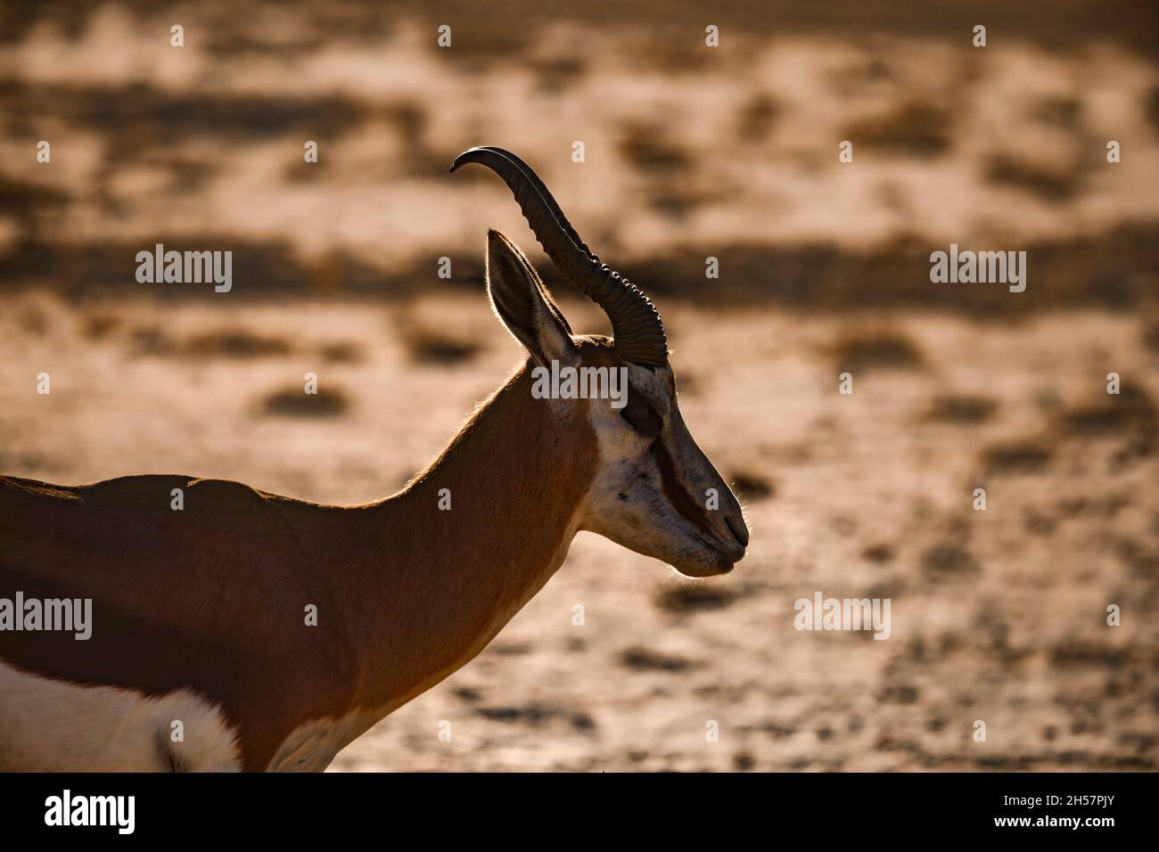 Springbok portrait in backlit in Kgalagari transfrontier park, South ...