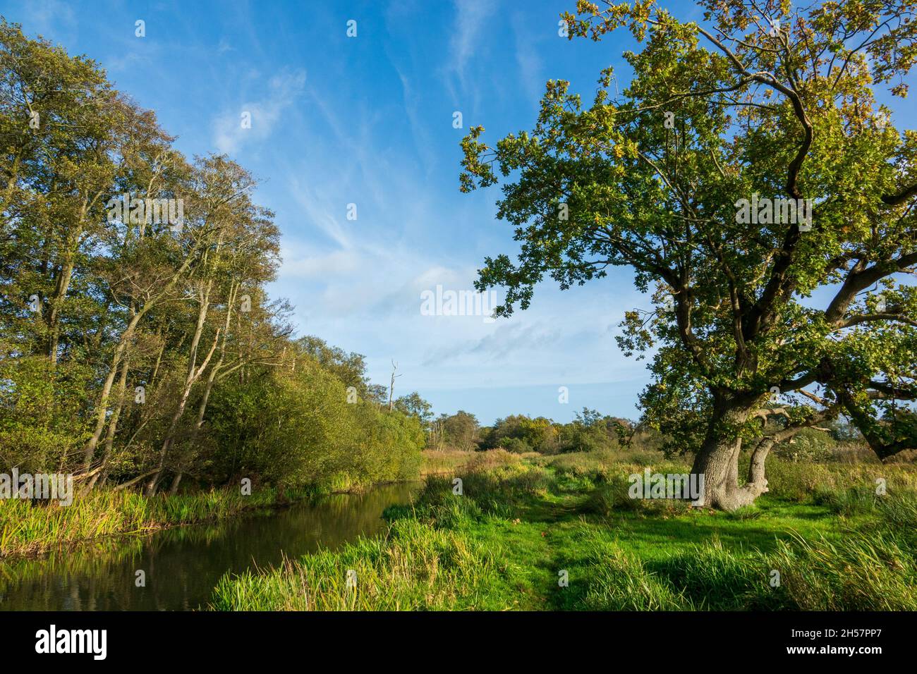 Dilham Canal walk, Norfolk Stock Photo - Alamy