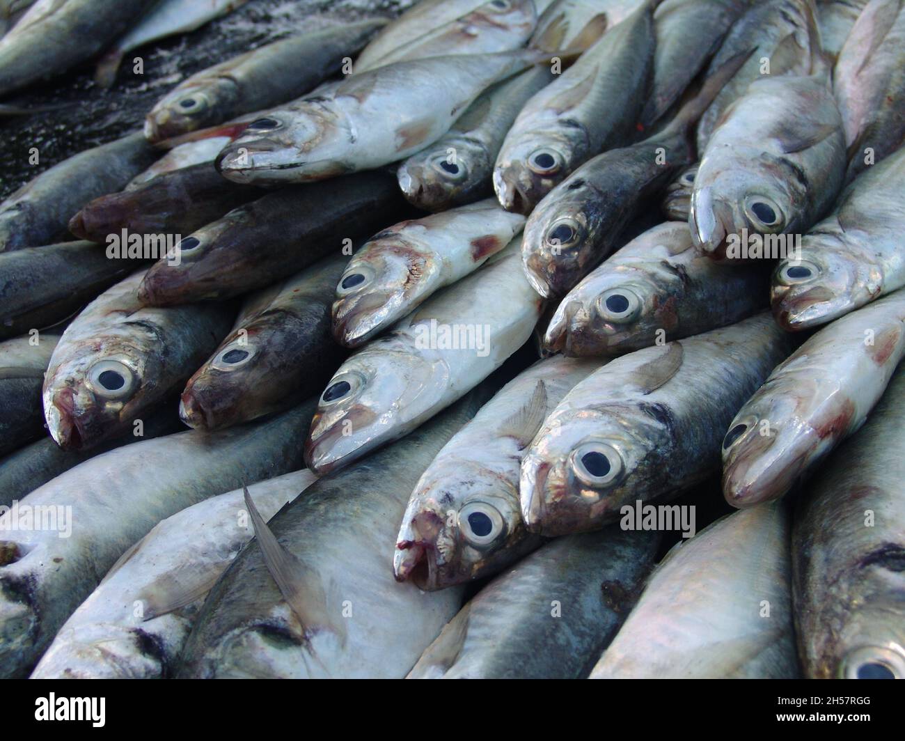 European fish species hi-res stock photography and images - Alamy