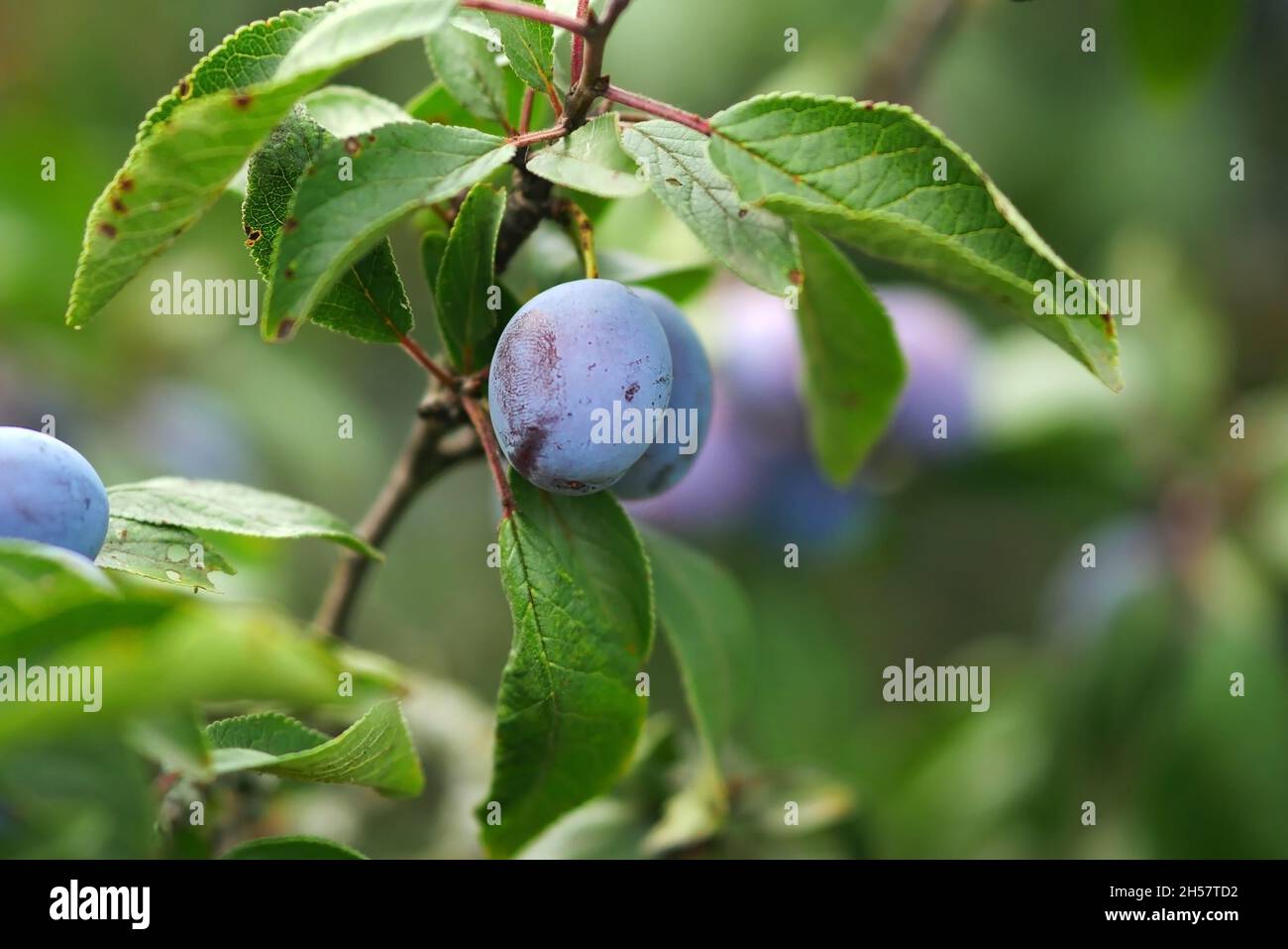 Plum - the Fruit tree in a garden. Plum crop Close up. Prunus. Rosaceae ...