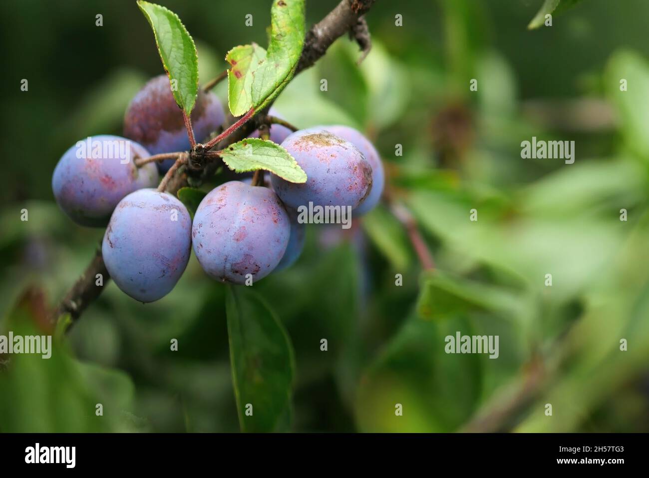Plum - the Fruit tree in a garden. Plum crop Close up. Prunus. Rosaceae ...