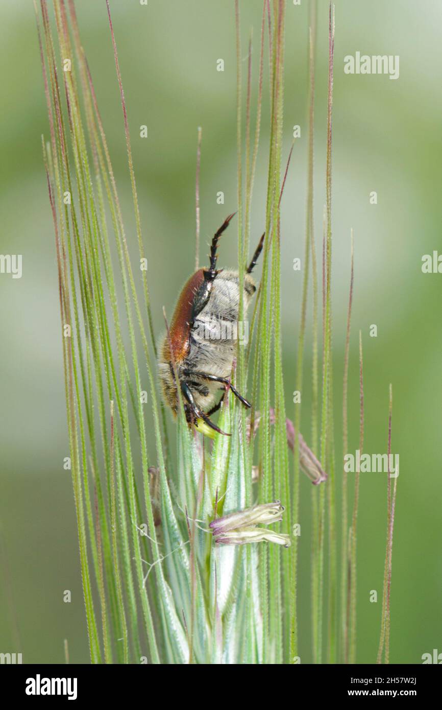 Common cereal leaf chafer - Chaetopteroplia (or Anisoplia) segetum. It ...