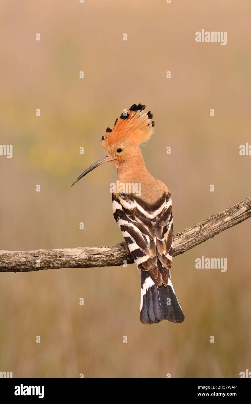 Eurasian Hoopoe or Upupa epops, beautiful brown bird perching on branch ...