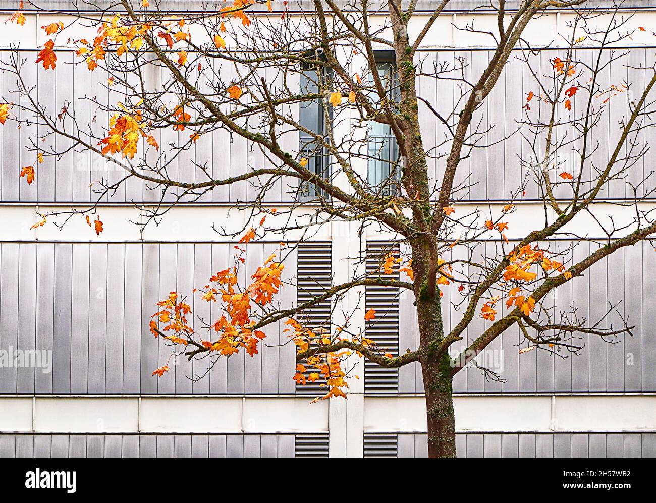 Leaves leaf structure building hi-res stock photography and images - Alamy