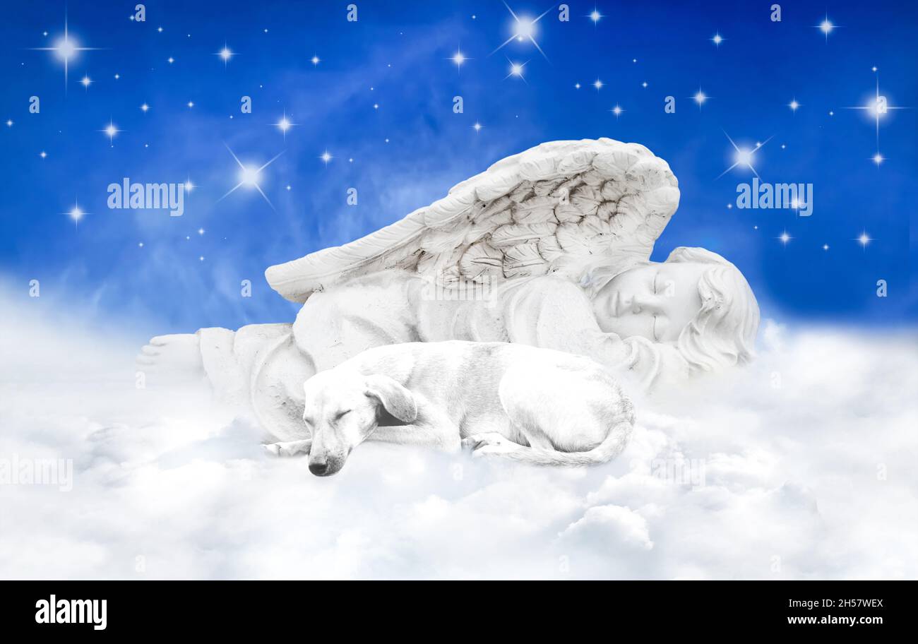 Symbolic image - Dog and angel resting together on the clouds in heaven ...