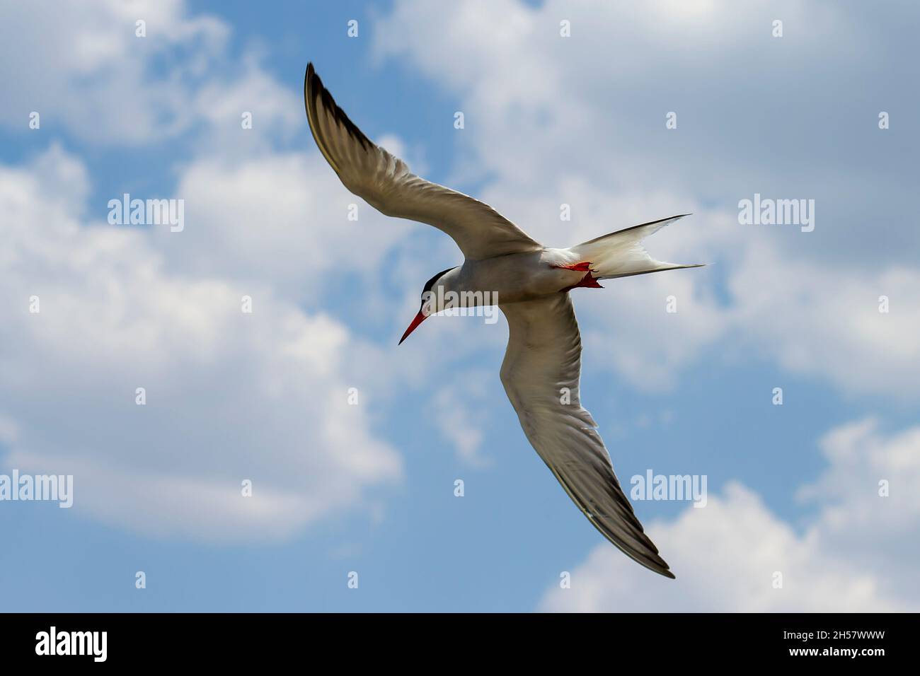 Bird in flight - Back-naped Tern Stock Photo - Alamy