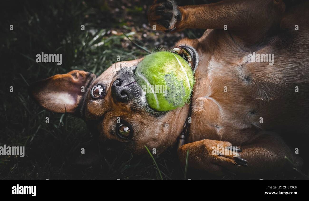 a fantastic brown dog playing with a ball Stock Photo - Alamy