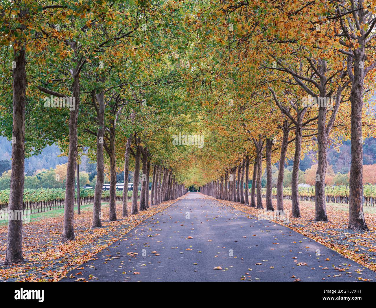 Canopy of deciduous trees hi-res stock photography and images - Alamy