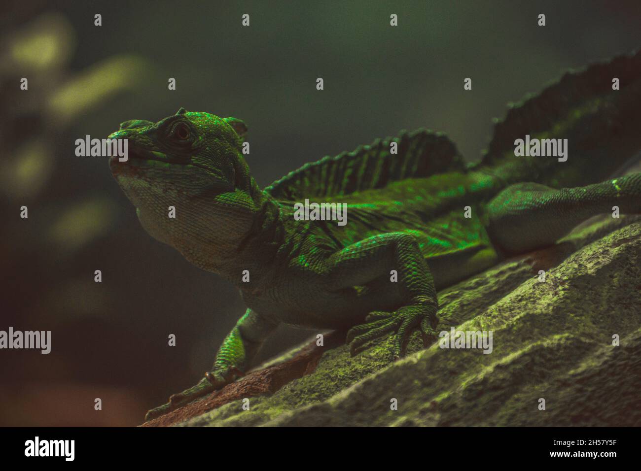 a beautifull lizard posing only for me Stock Photo - Alamy